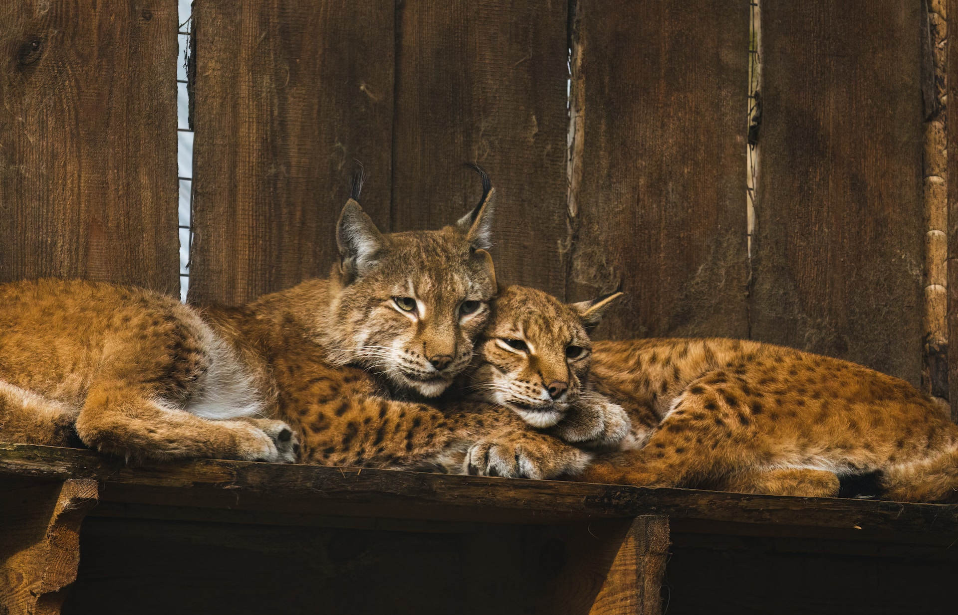 9 Fun Things to Do in Tallinn with Kids (not museums)